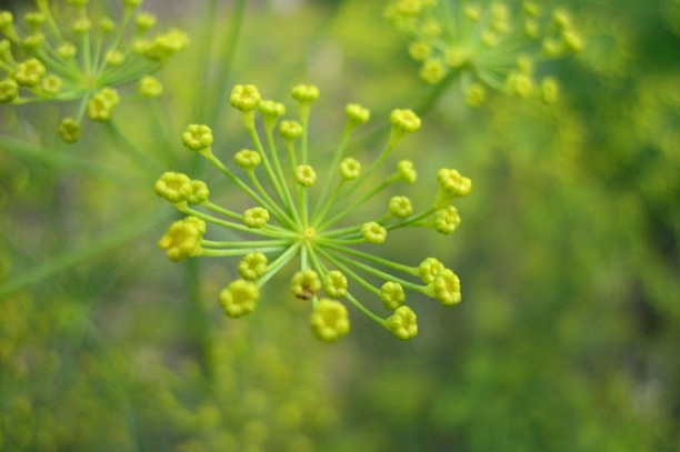 Flowering Dill wallpaper - Opera add-ons