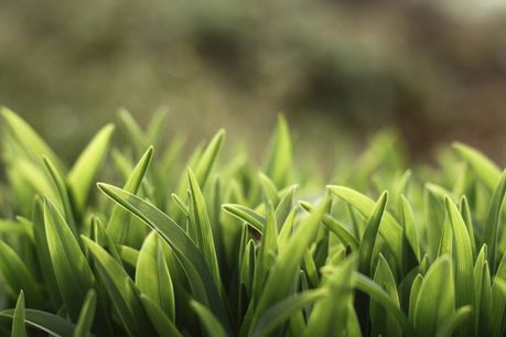 Marco Grass wallpaper - Opera-add-ons