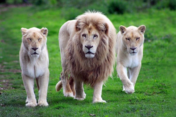 Hintergrundbild Lions - Opera Add-ons