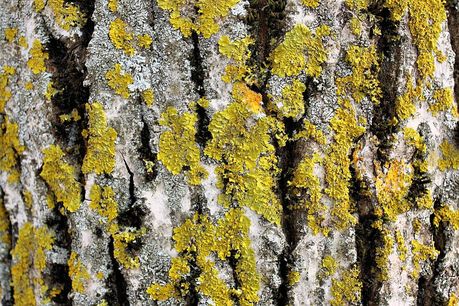 Hintergrundbild Walnut Tree - Opera Add-ons