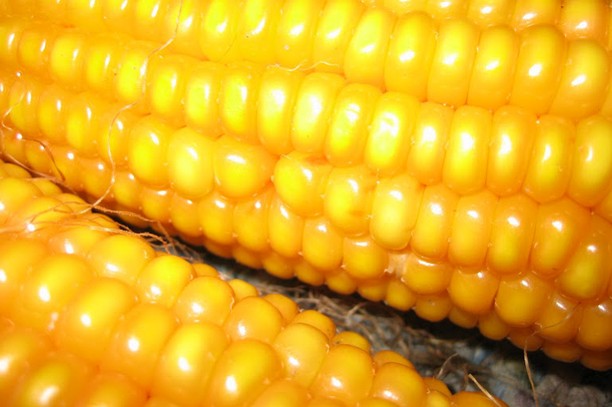 Corn wallpaper - Opera add-ons