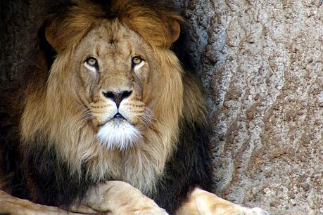 Lion wallpaper - Opera add-ons