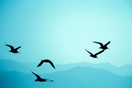 Birds wallpaper - Opera add-ons